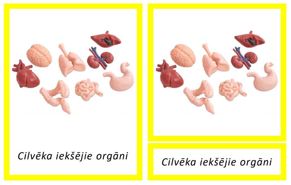 Cilvēka iekšējie orgāni - Safari Toobs - Mācību materiāli
