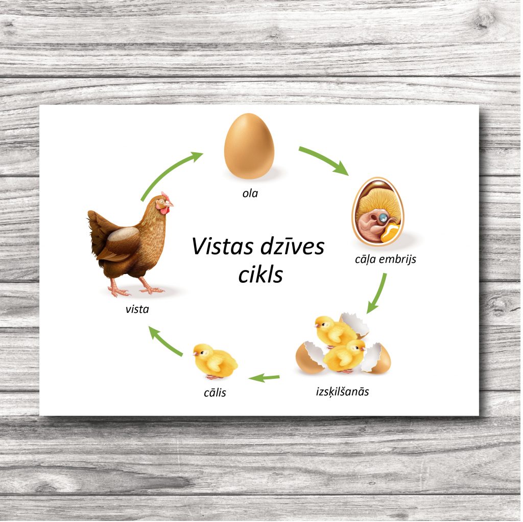 Vistas dzīves cikls- plakāts un kartītes - Mācību materiāli