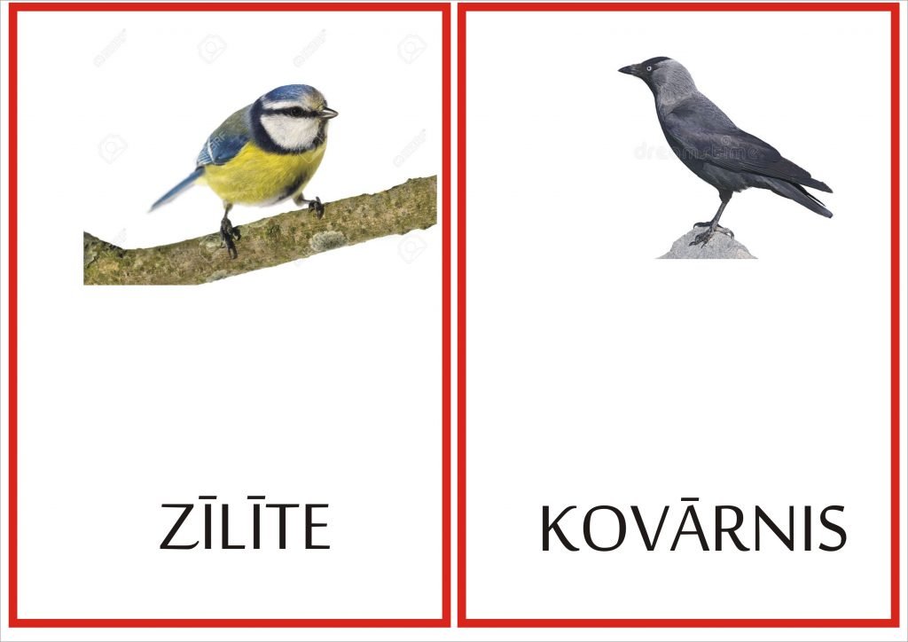 Putnu kartiņas A5 - Mācību materiāli