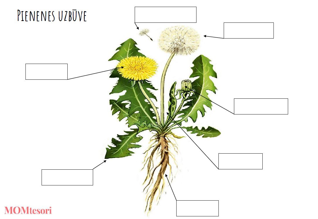 Plakāts/darba lapas - Pienenes uzbūve - PAVASARIS - Mācību materiāli