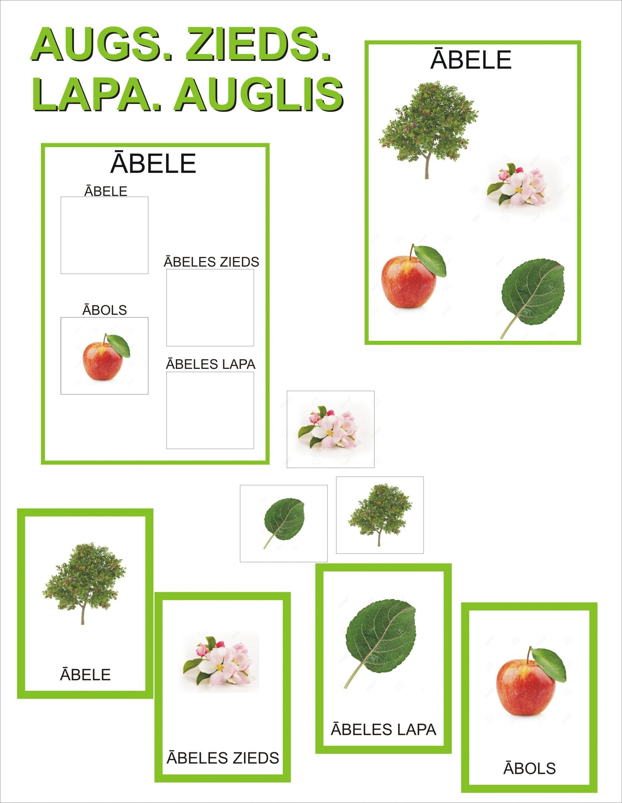 Augs. Zieds. Lapa. Auglis - Mācību materiāli