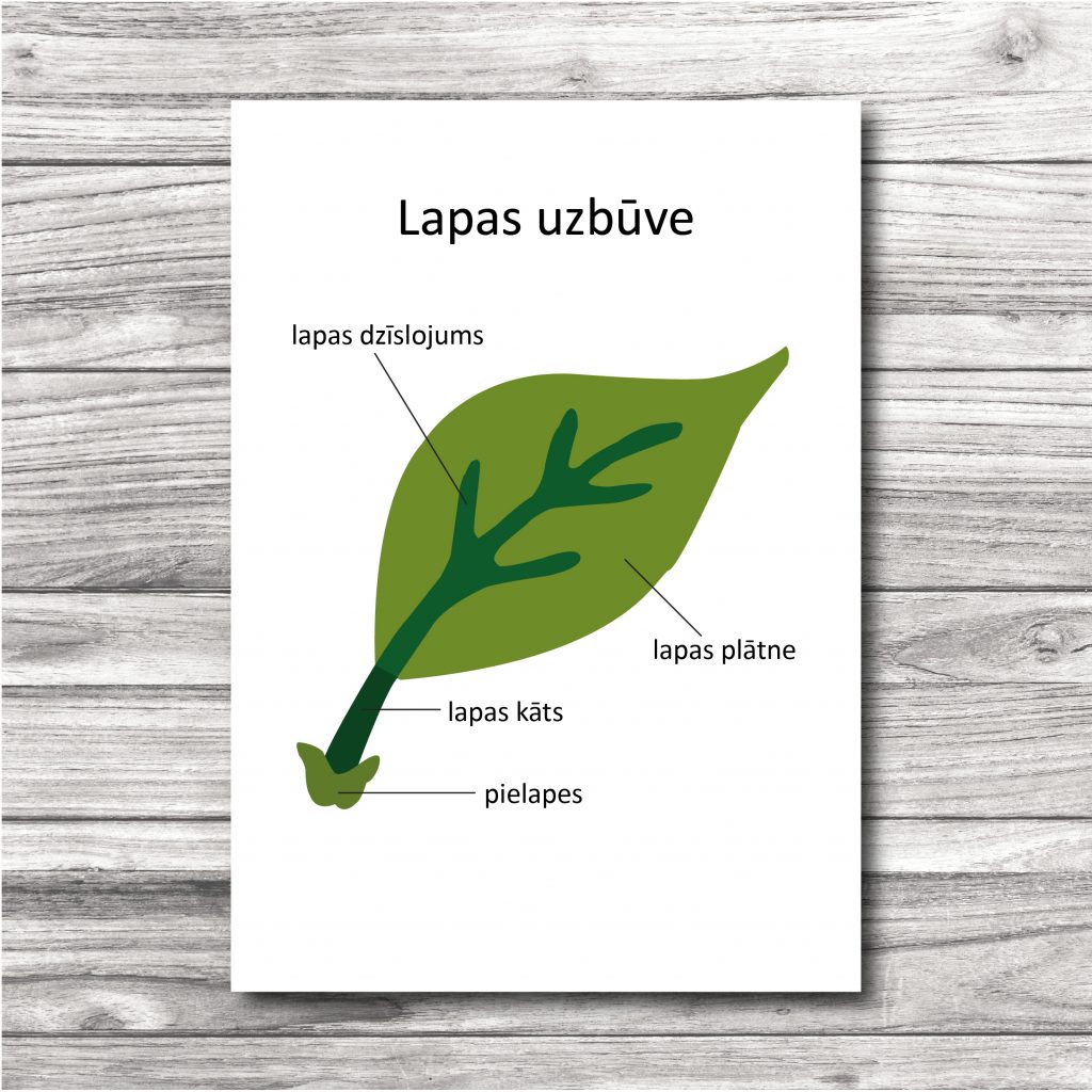Lapas uzbūve - Mācību materiāli