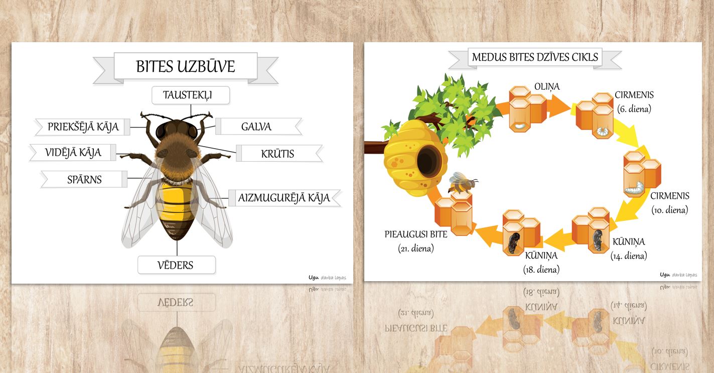 Plakāti "BITES DZĪVES CIKLS" un "BITES UZBŪVE", A4, A3 - Mācību materiāli