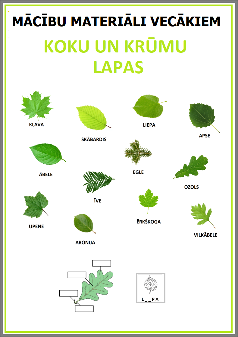 KOKU UN KRŪMU LAPAS - Mācību materiāli