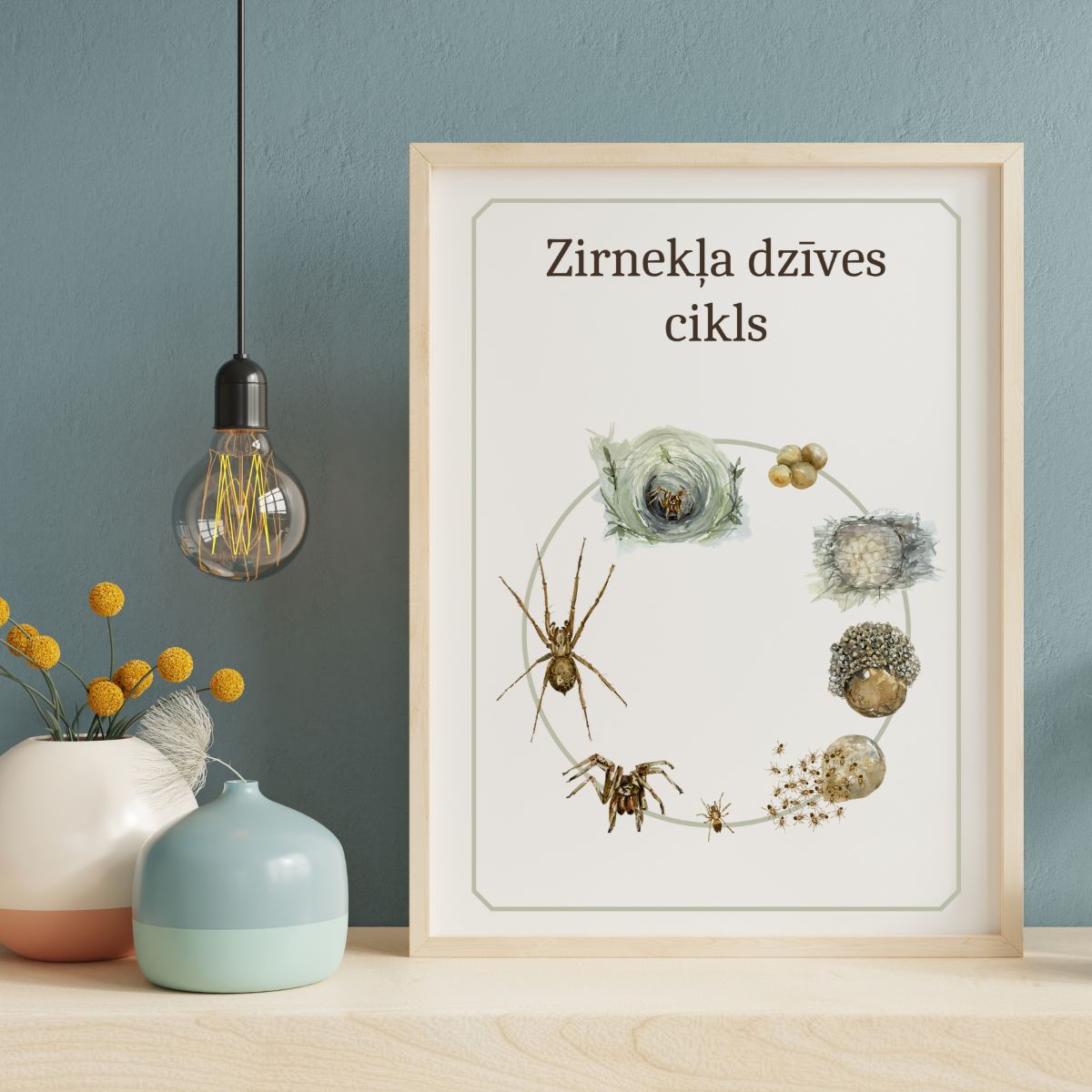 Tauriņa dzīves cikls - Mācību materiāli