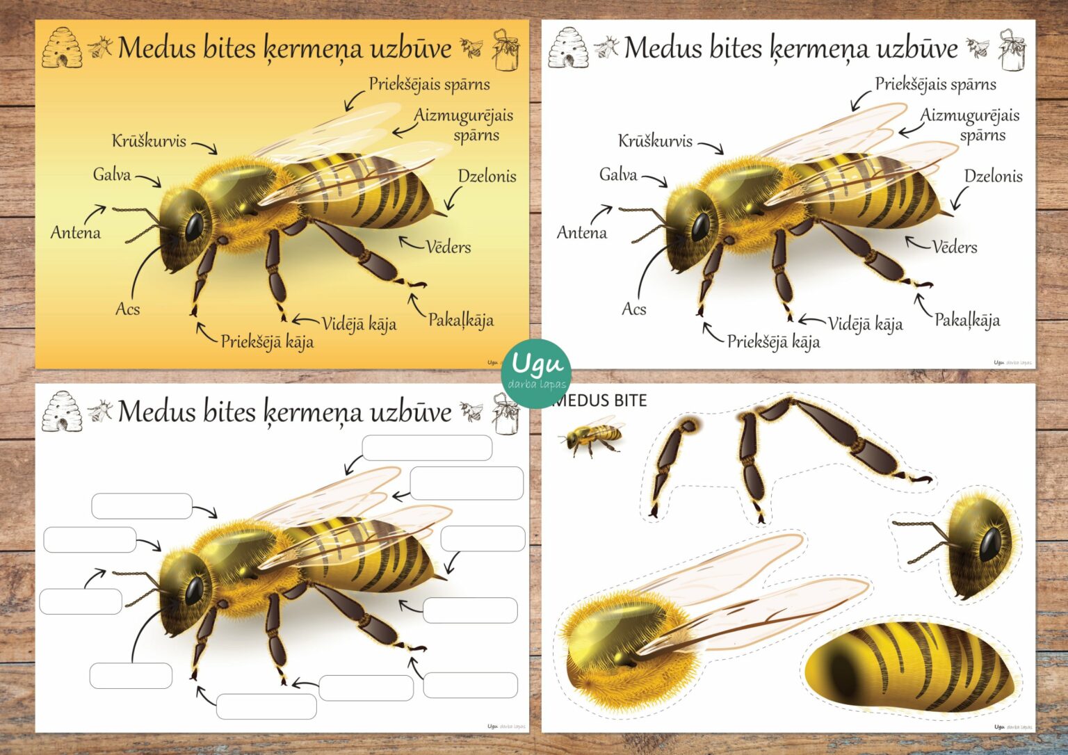 Kartītes/plakāti/spēle "MEDUS BITES DZĪVES CIKLS" - Mācību materiāli