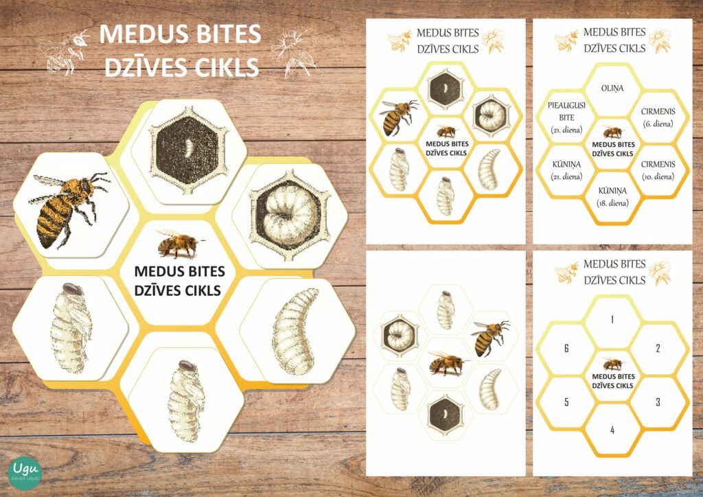 Kartītes/plakāti/spēle "MEDUS BITES DZĪVES CIKLS" - Mācību materiāli