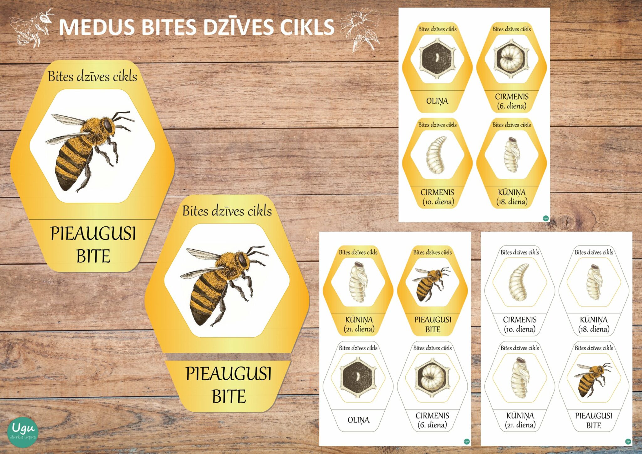 Kartītes/plakāti/spēle "MEDUS BITES DZĪVES CIKLS" - Mācību materiāli