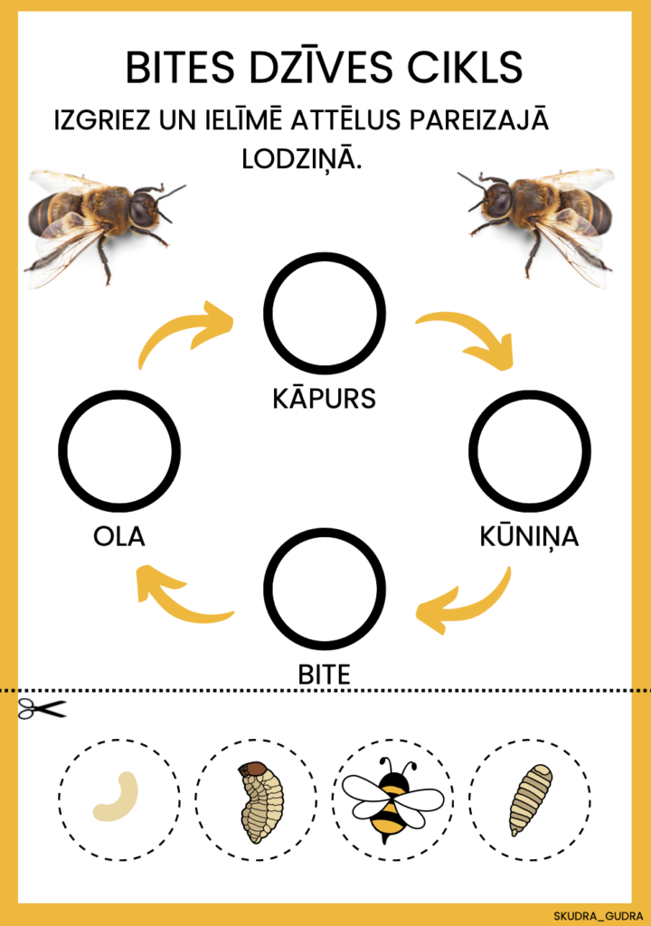Bites dzīves cikls - Mācību materiāli