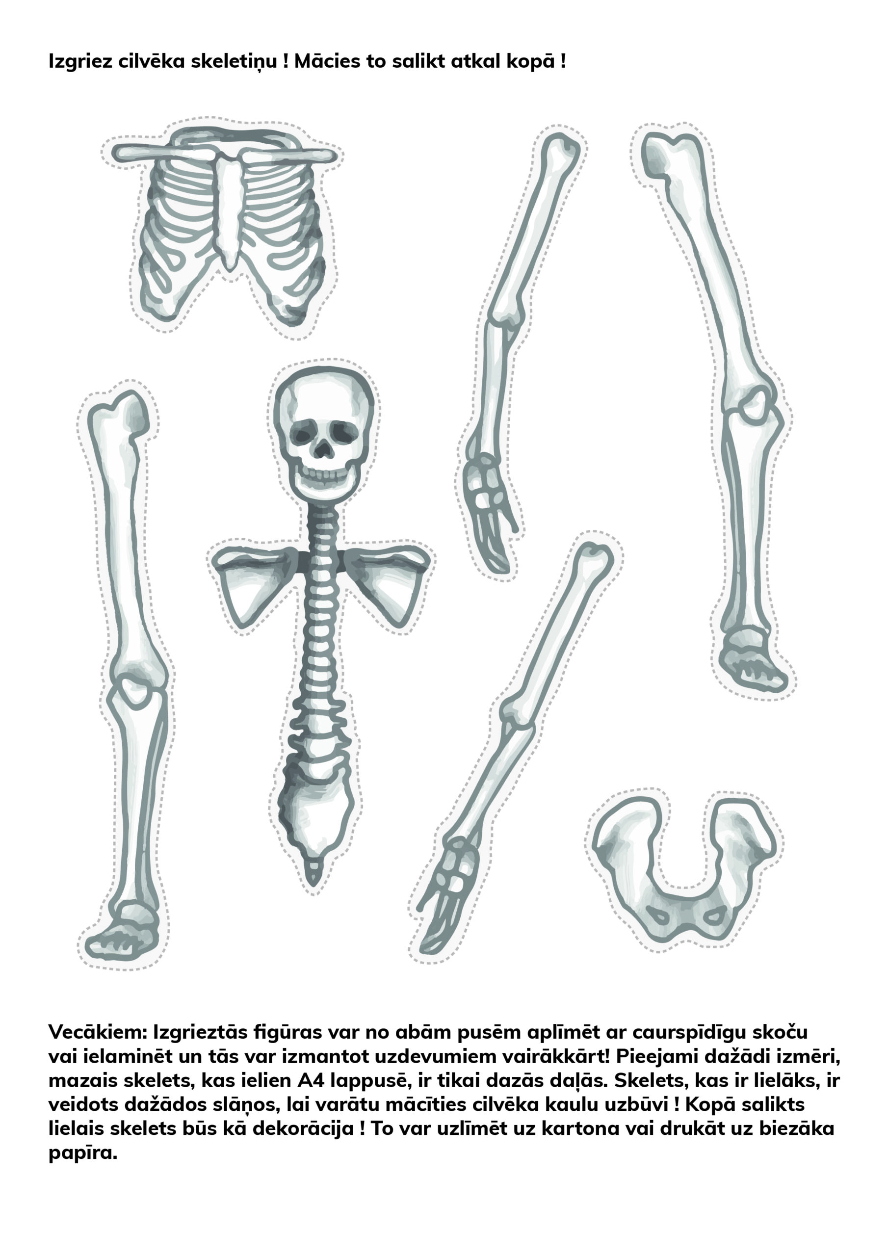 SALIEC SKELETU, izgriez, līmē, mācies anatomiju, +lielāks - Mācību ...