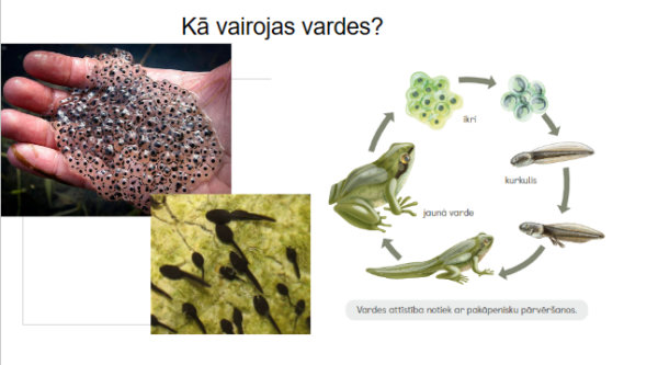 Kā vairojas, aug un attīstās dzīvnieki? (4.kl) - Mācību materiāli