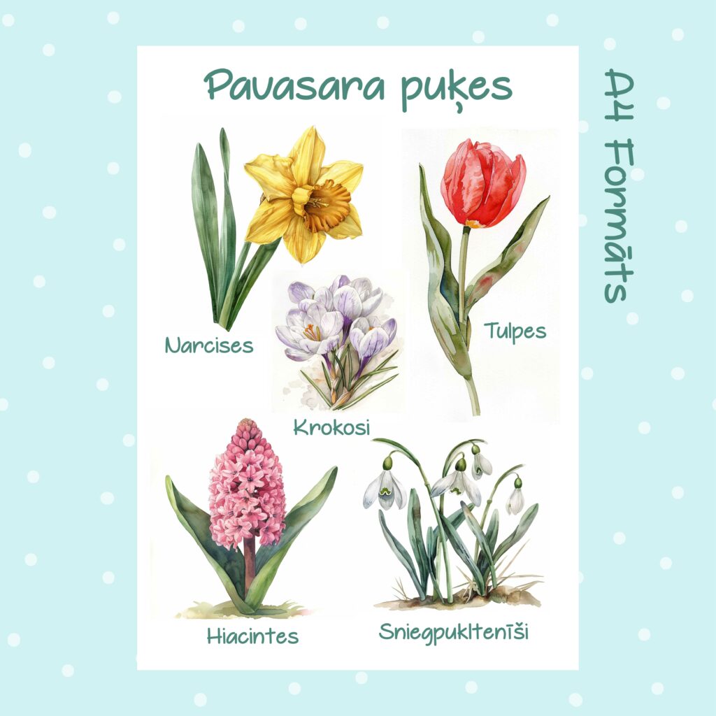 Pavasara puķu plakāts + kartiņas - Mācību materiāli