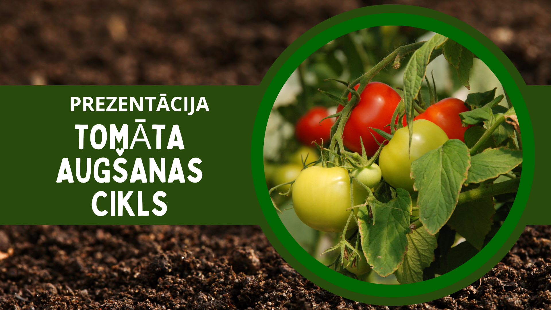 PREZENTĀCIJA "TOMĀTA AUGŠANAS CIKLS". - Mācību materiāli