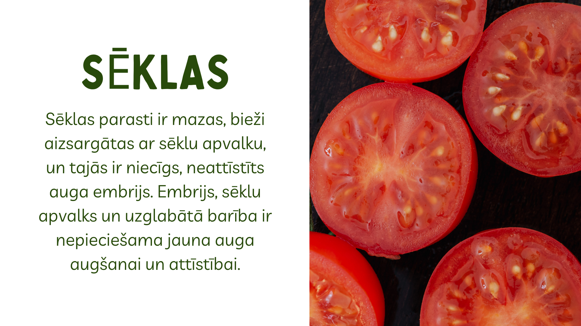 PREZENTĀCIJA "TOMĀTA AUGŠANAS CIKLS". - Mācību materiāli