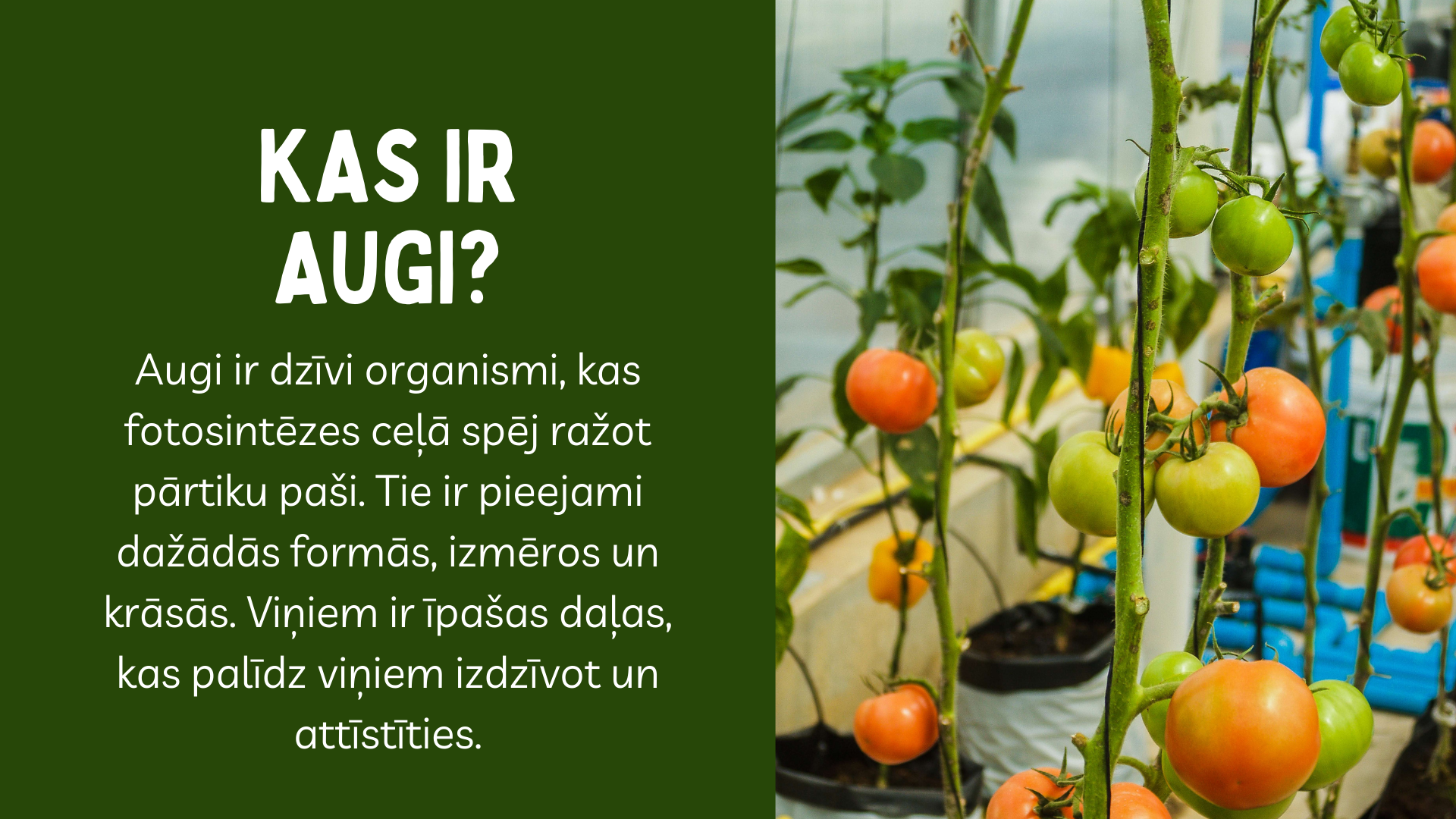 PREZENTĀCIJA "TOMĀTA AUGŠANAS CIKLS". - Mācību materiāli