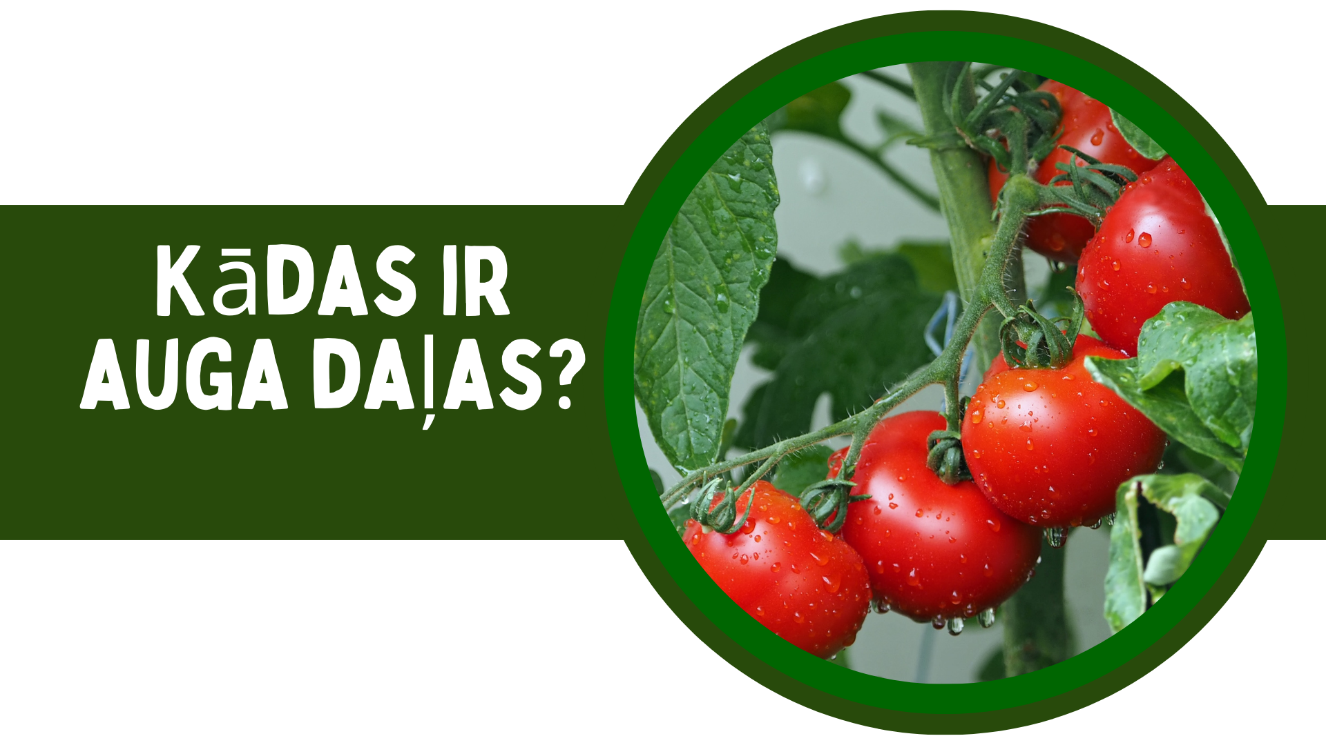 PREZENTĀCIJA "TOMĀTA AUGŠANAS CIKLS". - Mācību materiāli