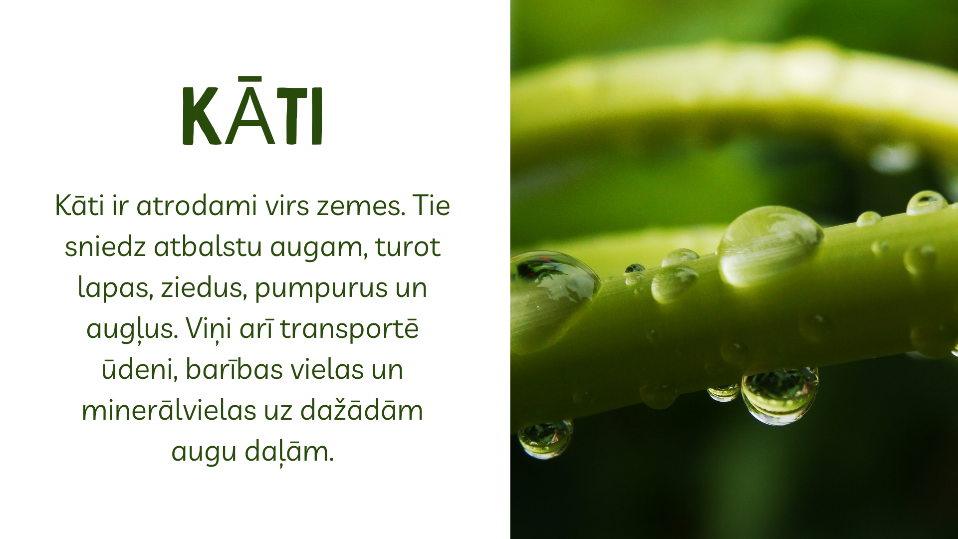 PREZENTĀCIJA "TOMĀTA AUGŠANAS CIKLS". - Mācību materiāli