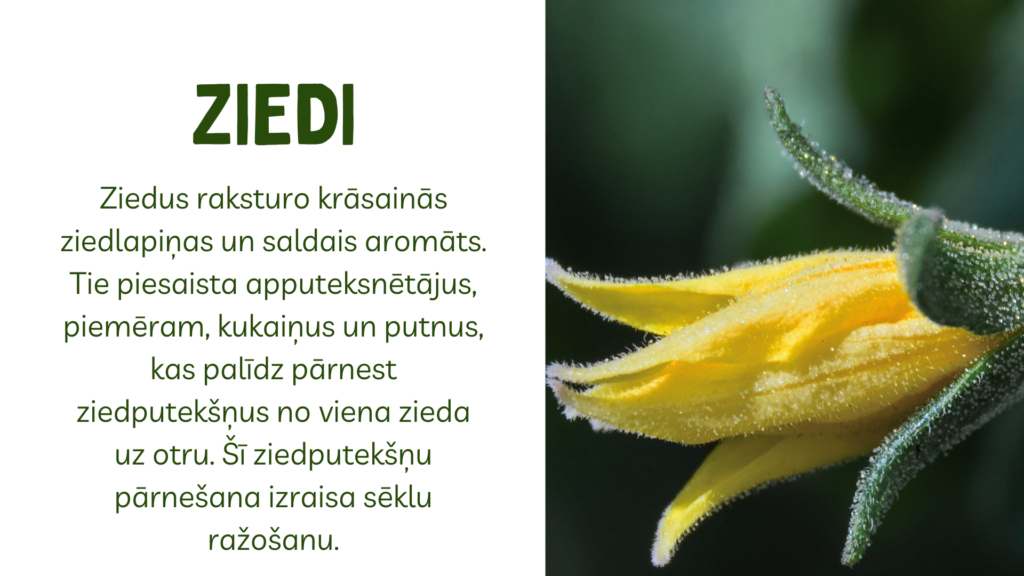 PREZENTĀCIJA "TOMĀTA AUGŠANAS CIKLS". - Mācību materiāli
