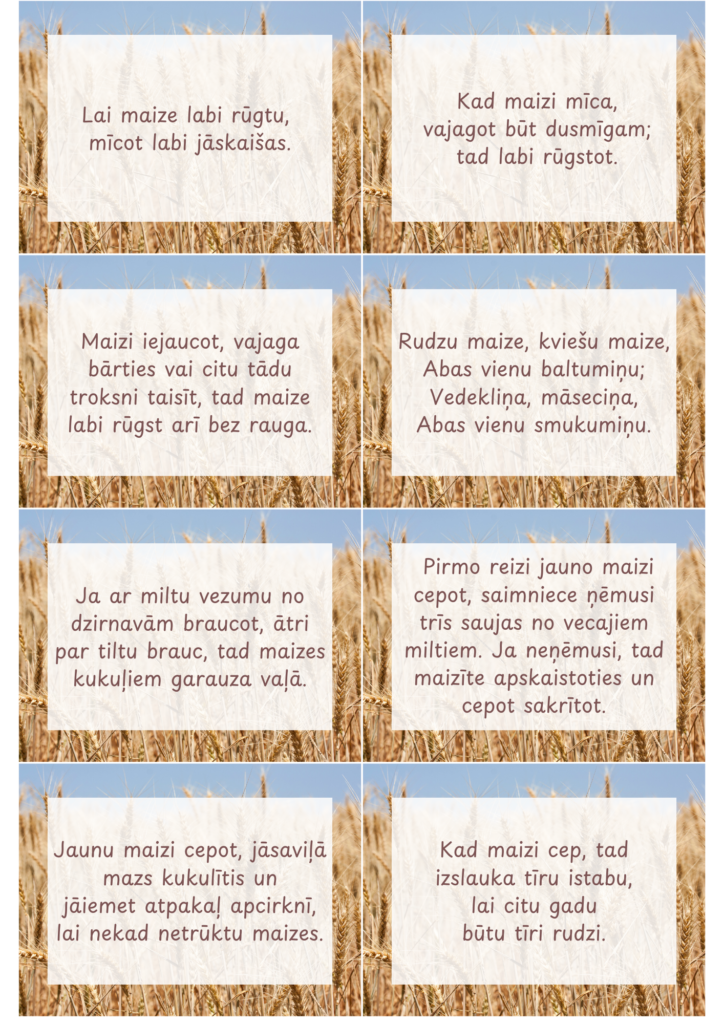 MAIZE - RUDZU KUKULĪTIS. Maizes ceļš. Latvija. - Mācību materiāli