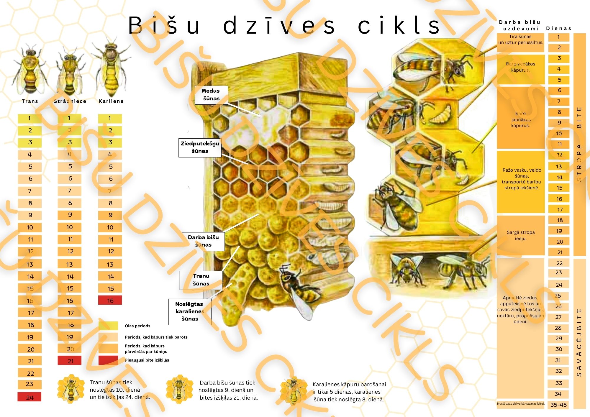 Bišu dzīves cikls – Viss par bišu pasaules noslēpumiem - Mācību materiāli
