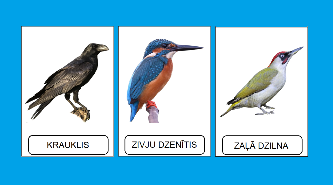 PUTNI- 36 PUTNU KARTĪTES - Mācību materiāli