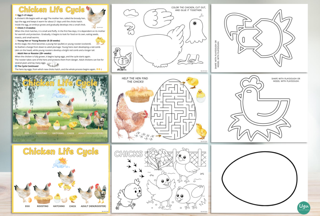 Chicken Life Cycle Activity. Easter, Spring. - Mācību materiāli