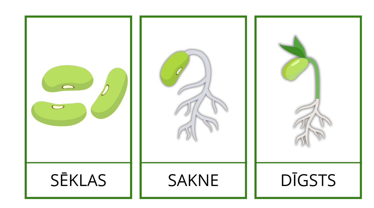 Pupas augšanas cikls - Mācību materiāli