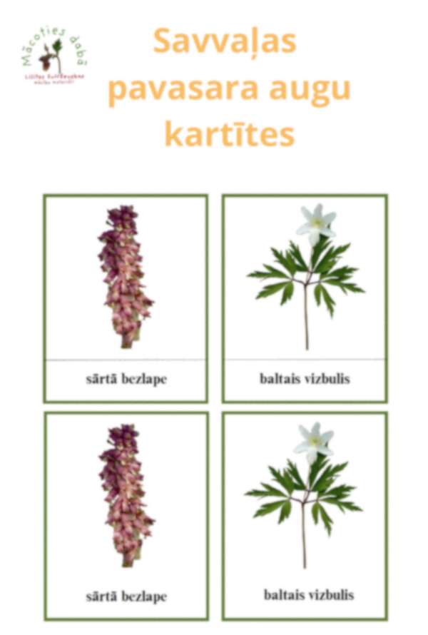 Savvaļas pavasara augu kartītes - Mācību materiāli