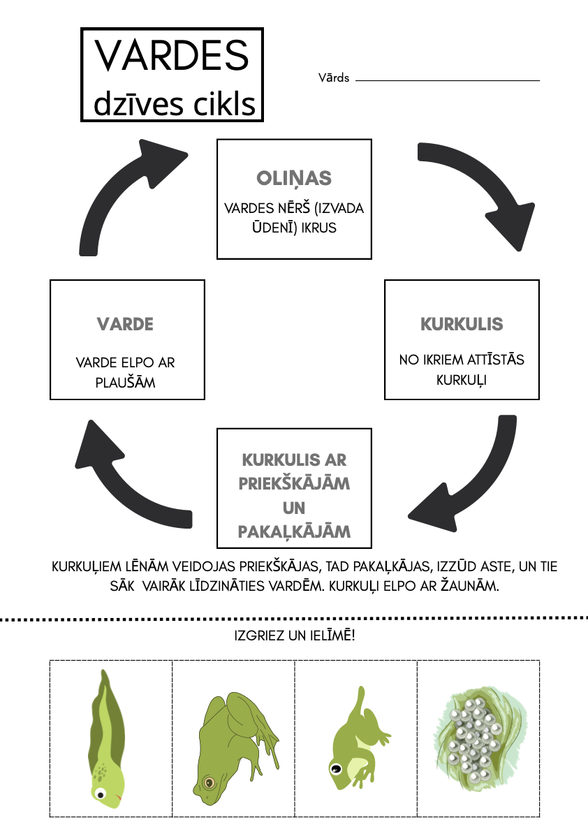 VARDES DZĪVES CIKLS - Mācību materiāli
