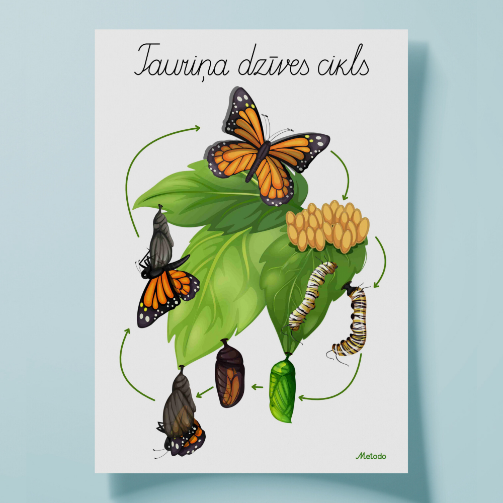 Tauriņa dzīves cikls - plakāts - Mācību materiāli