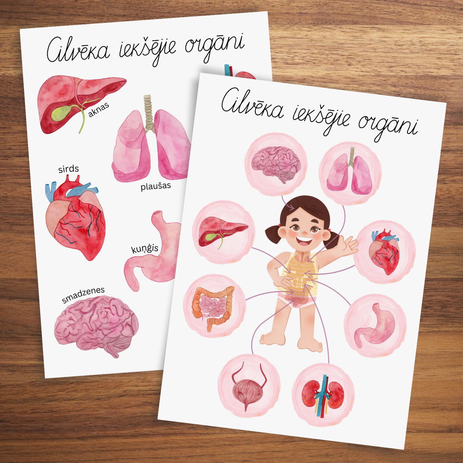 Plakāti "Cilvēka iekšējie orgāni" - Mācību materiāli