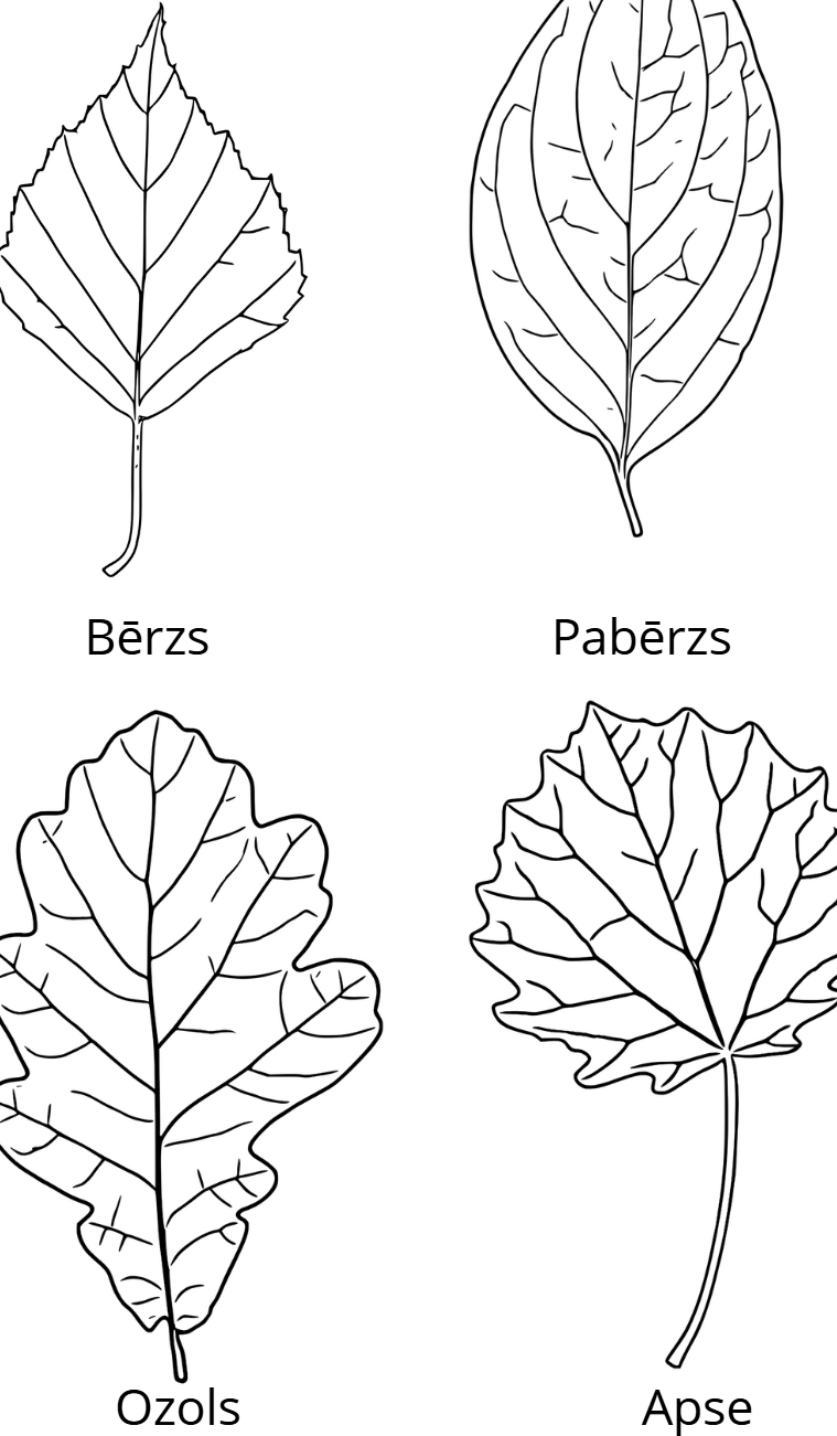 Krāsojamās lapas "Koku un krūmu lapas" - Mācību materiāli